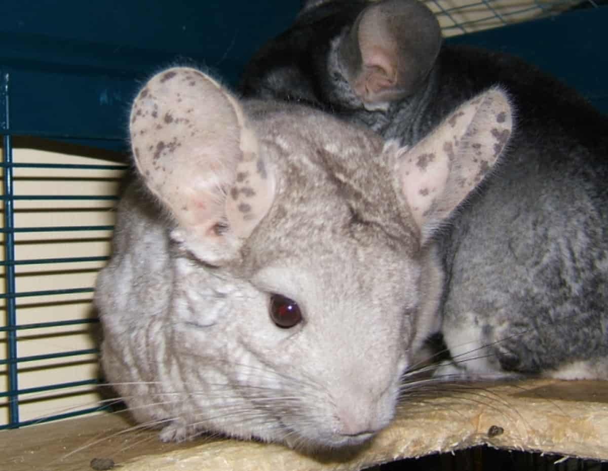 What are the Black Spots on Chinchilla Ears? Should I be worried? – Chinchillas101 Simple ...