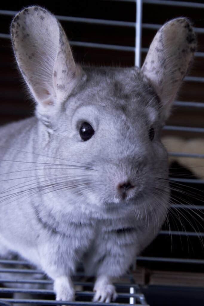 What are the Black Spots on Chinchilla Ears? Should I be worried? – Chinchillas101 Simple ...